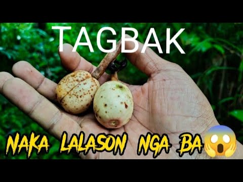 Tagbak | Forest fruit| Survival food| Kuya J Bukid Vlogs - YouTube