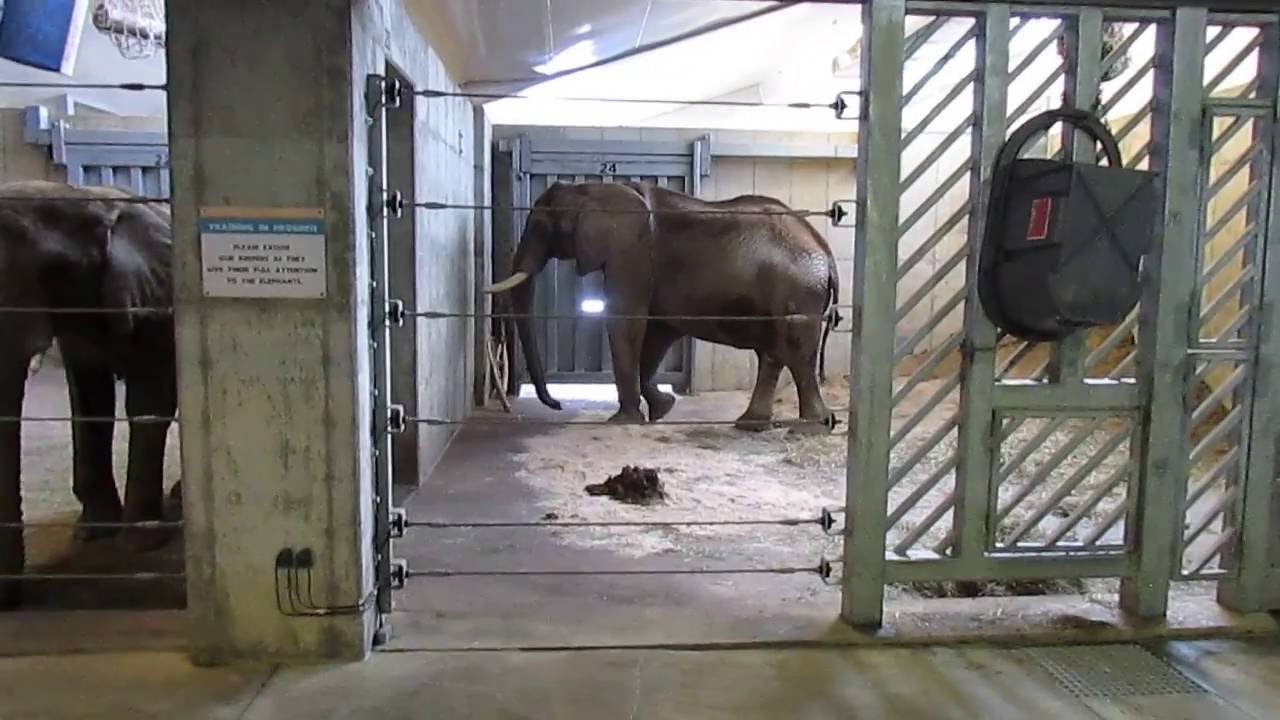 Willy The Elephant - YouTube