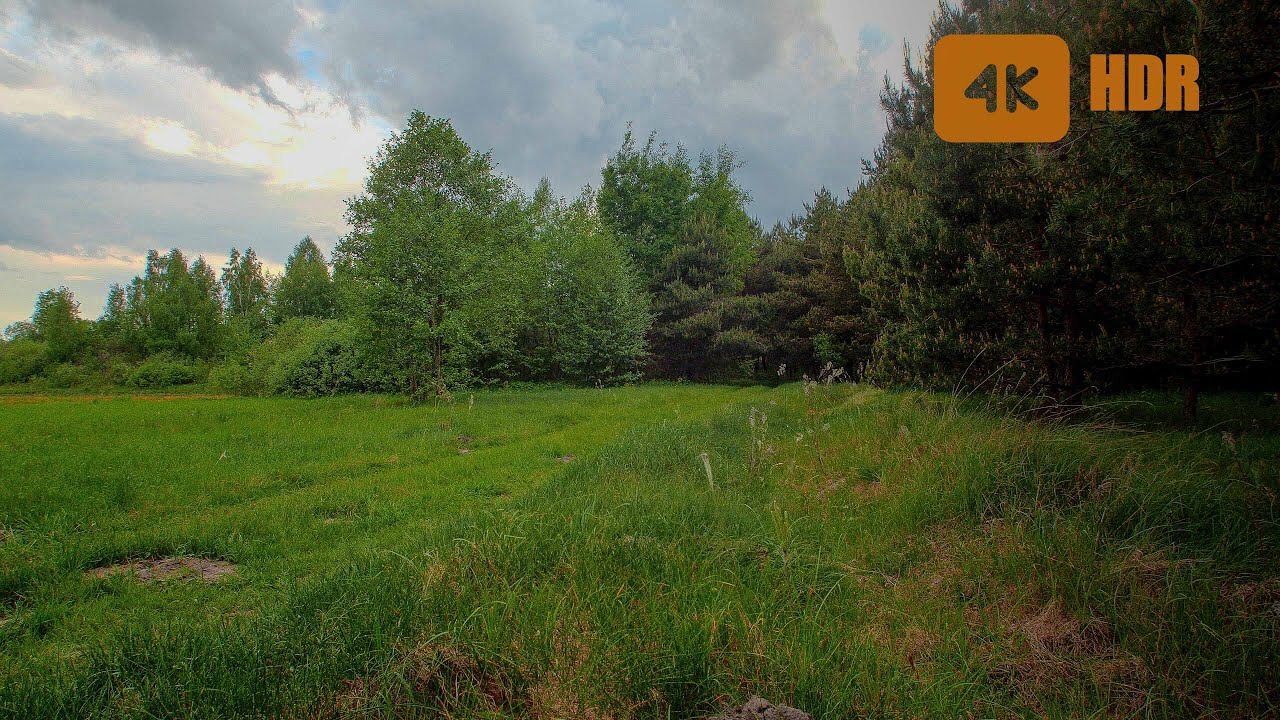 3 Hours In A Summer Field Near The Forest. 🌲Sounds Of Nature And Birds ...