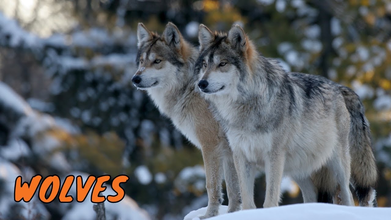 Why do Wolves and Dogs related - Wolf fun facts for Kids | Toltol’s ...
