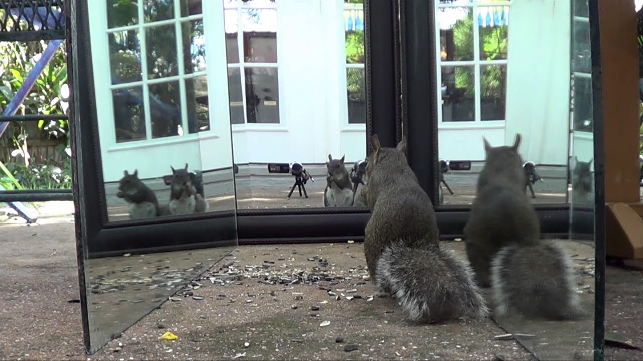 Squirrel distracted by butterflies asks his reflection, "Did you see ...