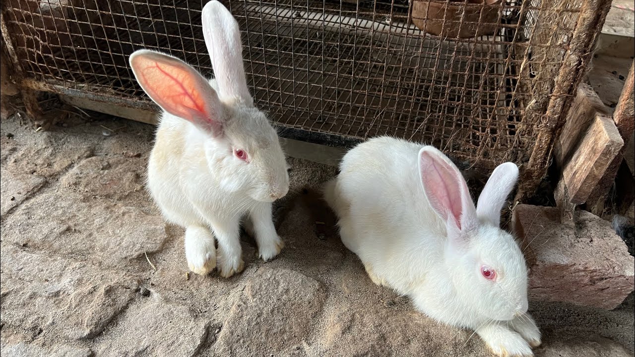 Rabbit Farming in Pakistan | By Asim Faiz - YouTube