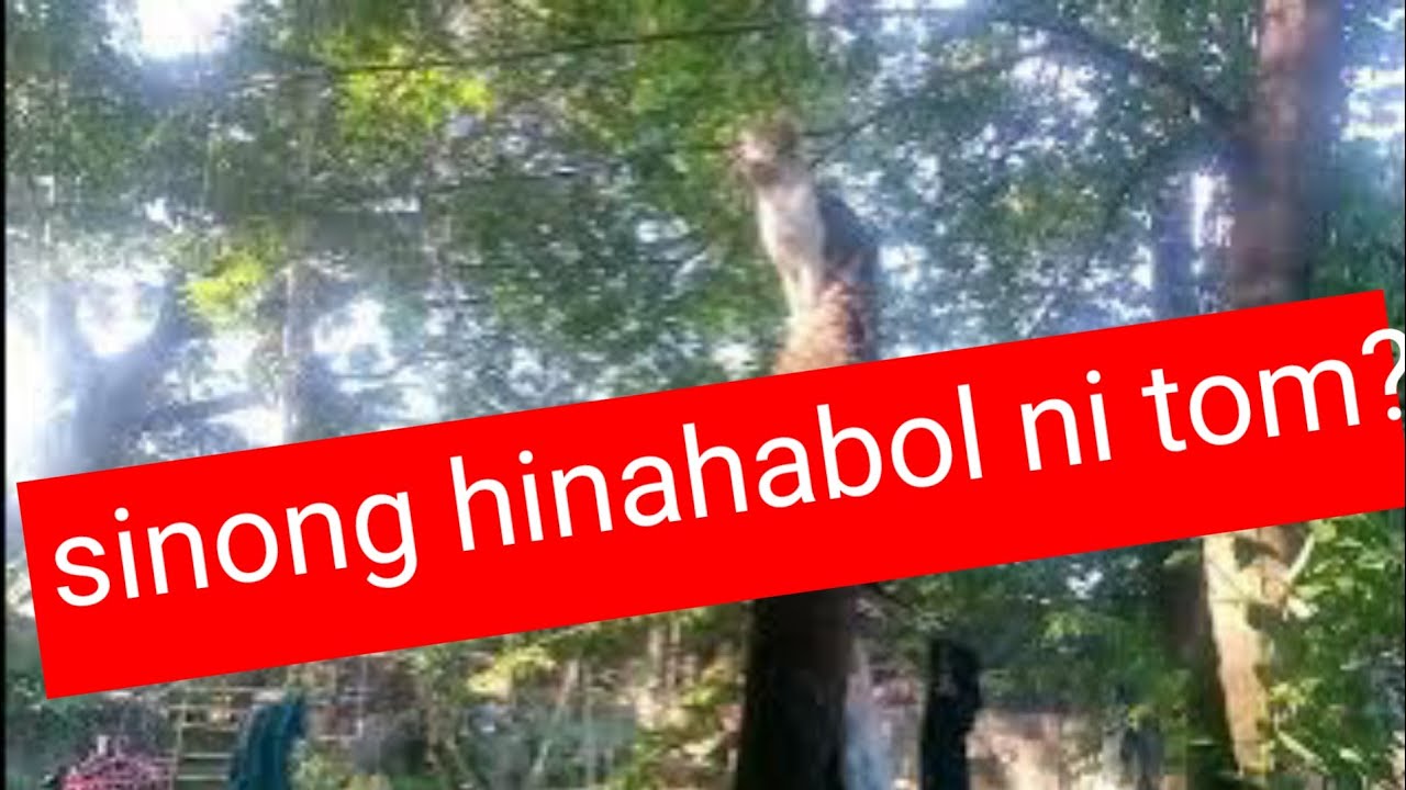 Anong hinahabol sa bubong ng alaga ko - YouTube