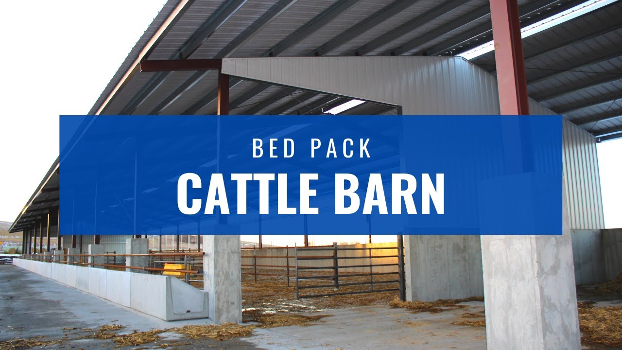 Bed Pack Cattle Barn - YouTube