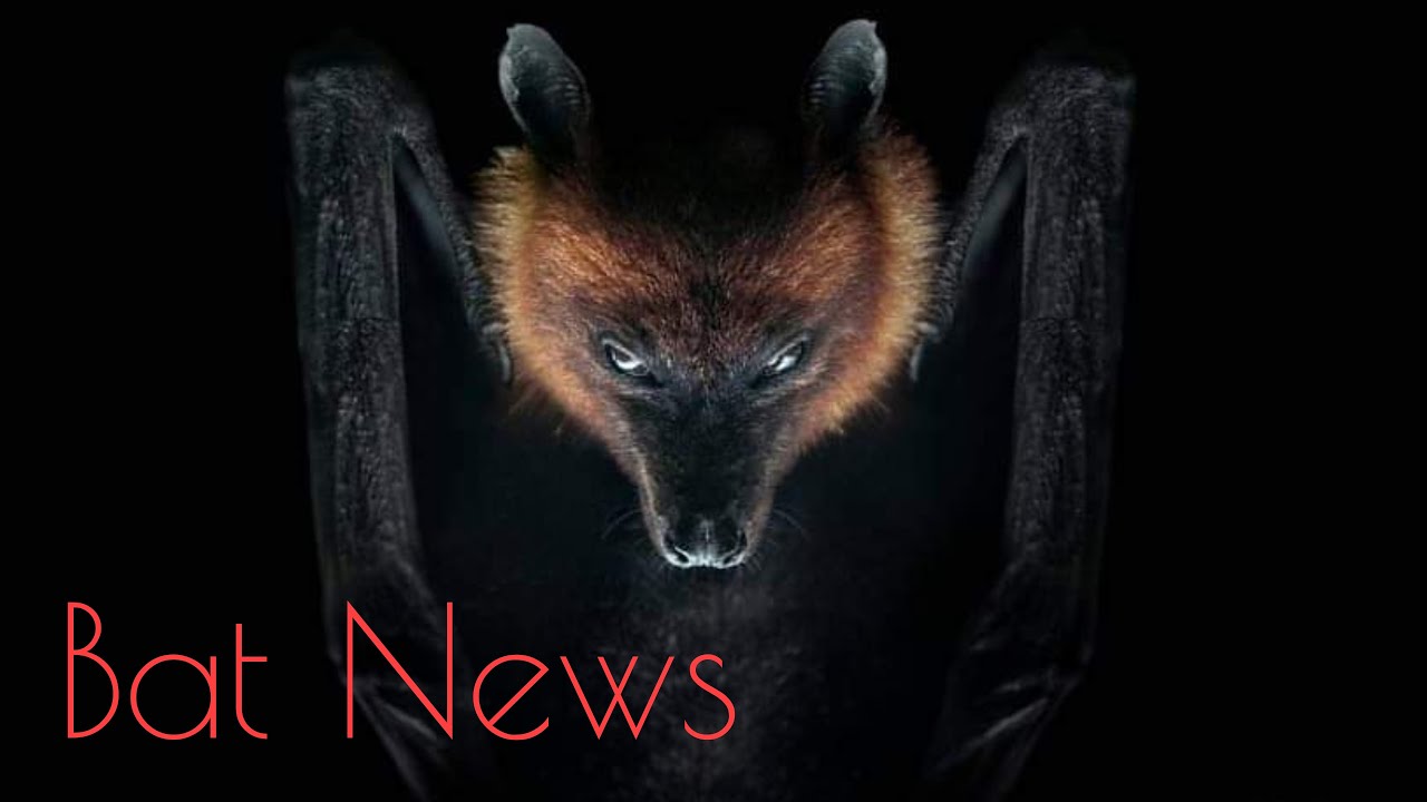 BIG BATMAN NEWS | DC COMICS & TOYS - YouTube