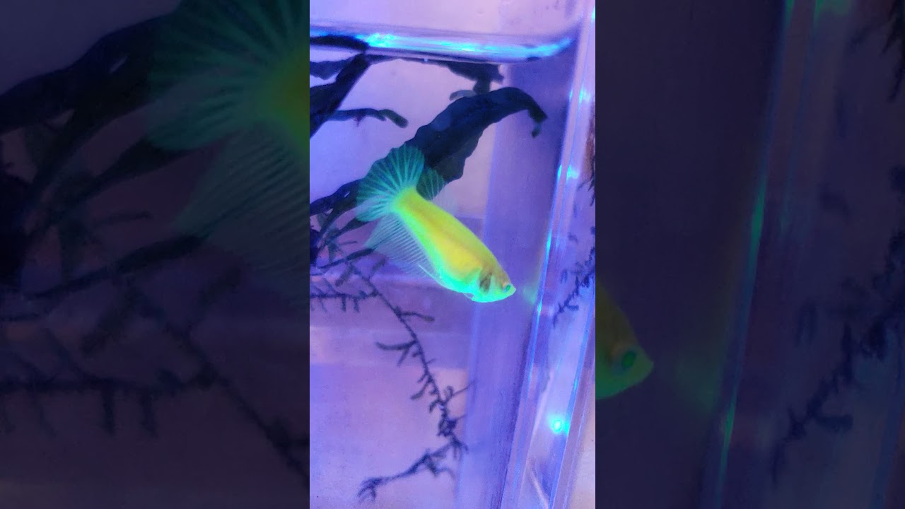 Glo bettas under blue lights💚💛 - YouTube