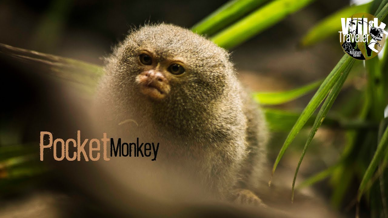 Pocket Monkey- The Smallest Monkey in the World - YouTube