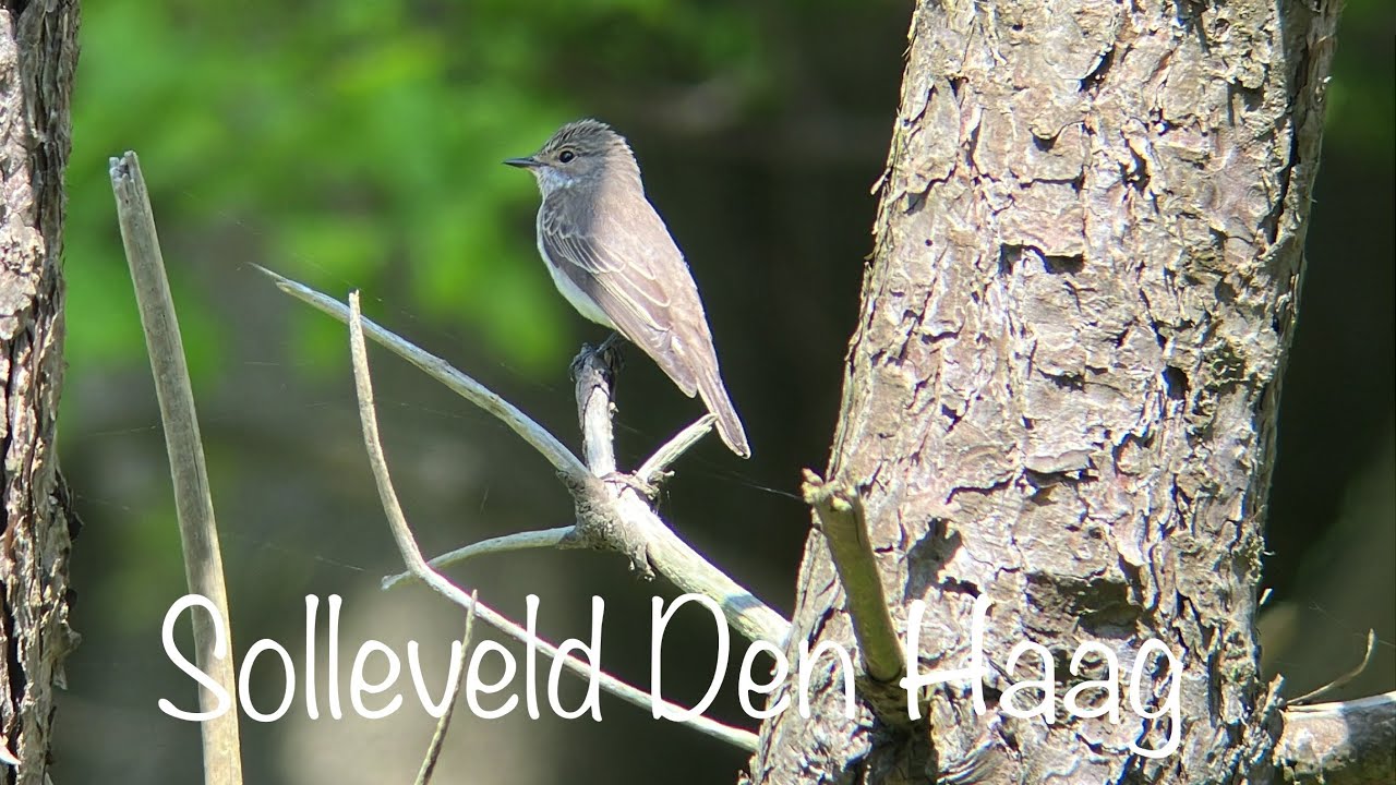 Vogels Solleveld Den Haag (28-05-2023) - YouTube