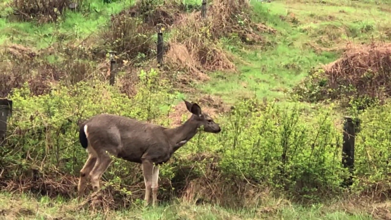 Deer with Long Scar on her Neck! - YouTube