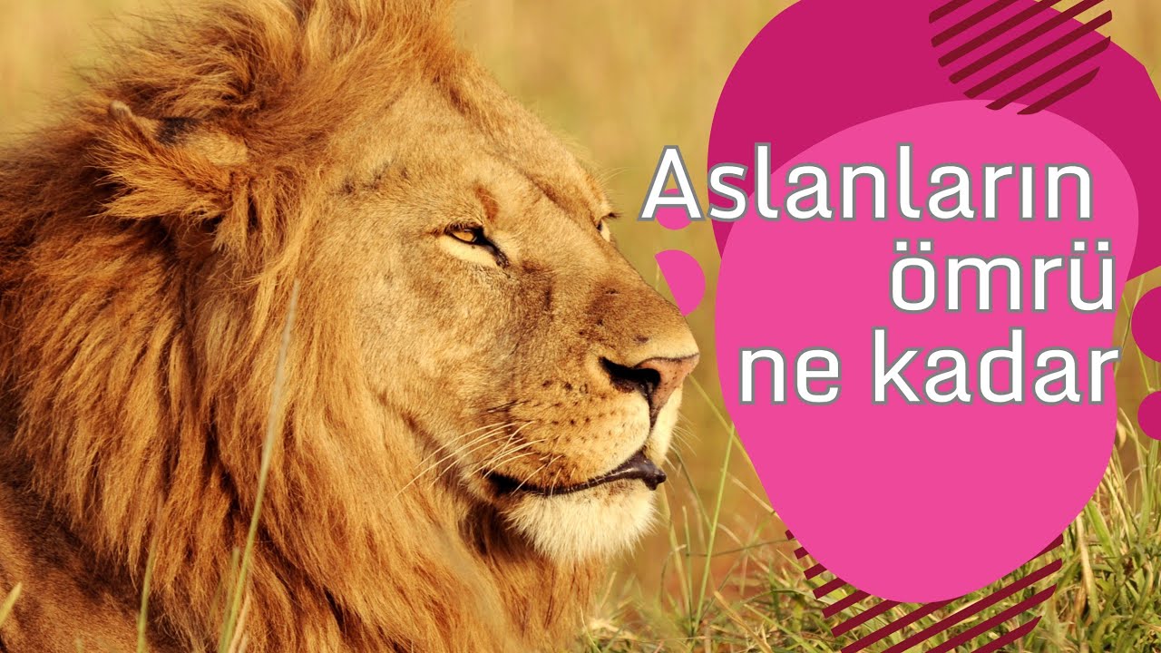 Aslanların ömrü ne kadar ? Aslanlar hakkında bilmedikleriniz... - YouTube