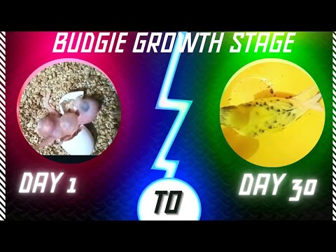 Budgie growth stages । Day 1to Day 30। - YouTube