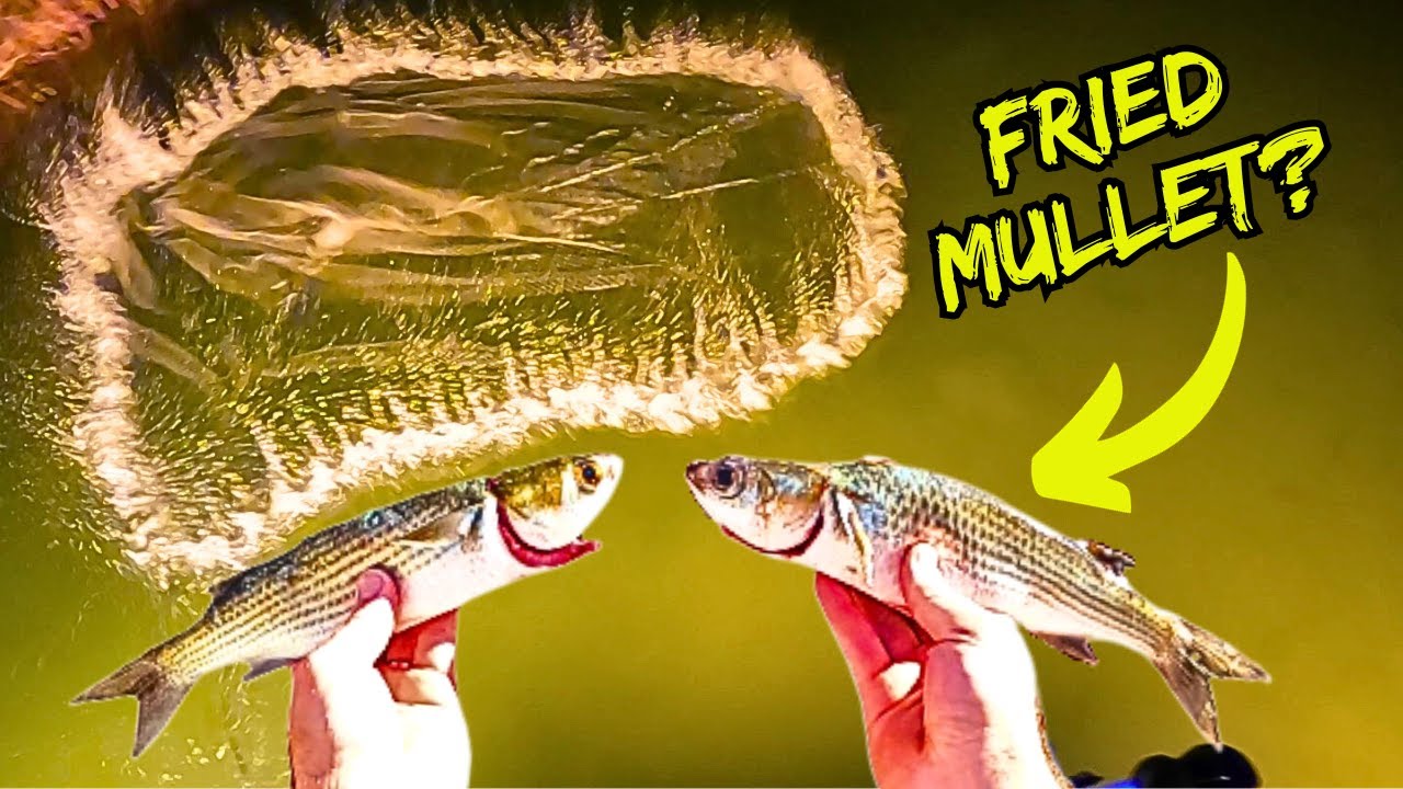 The Most UNDERRATED Fish in the Ocean! MULLET (Catch Clean Cook) - YouTube