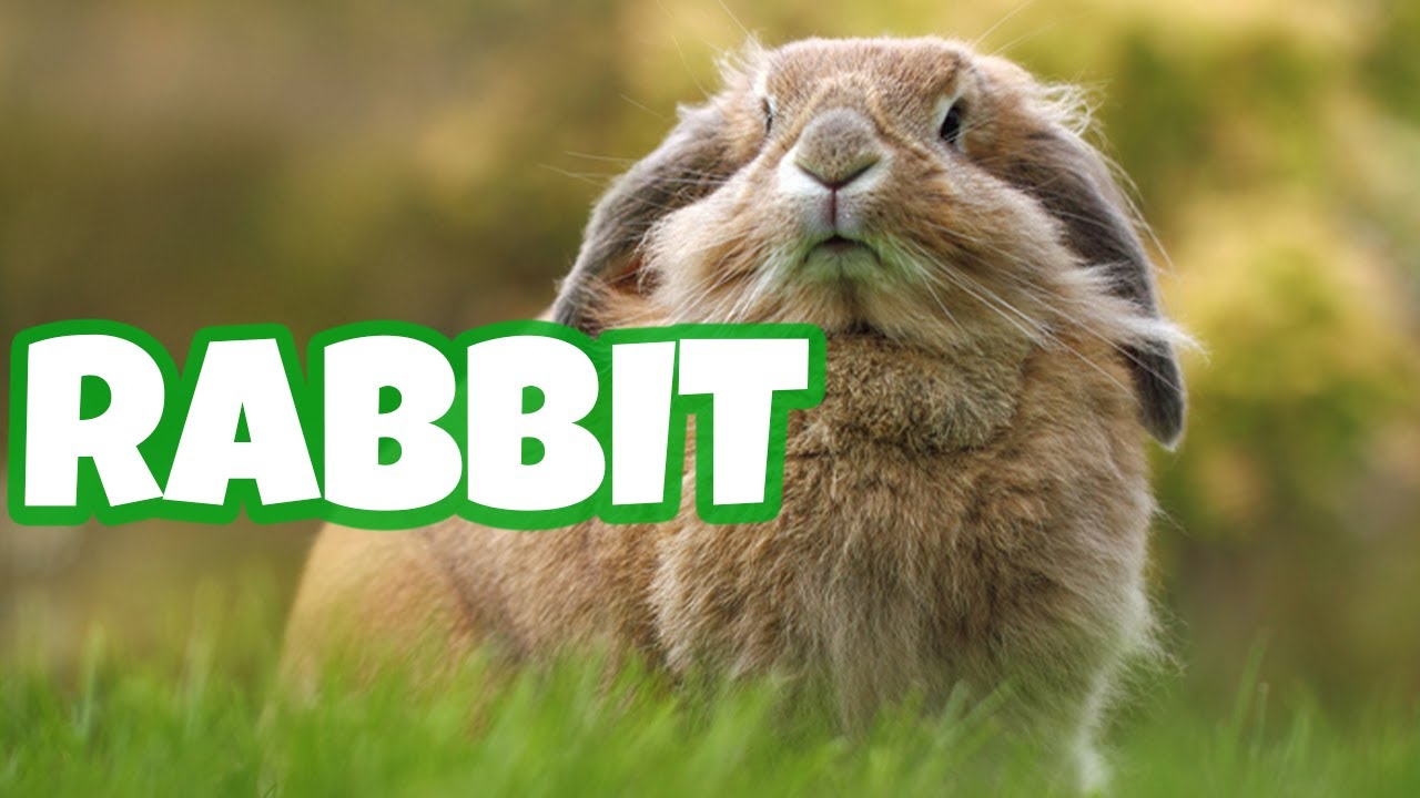 AMAZING FACTS ABOUT RABBIT | RABBITS' LARGE EARS | RABBITS ...