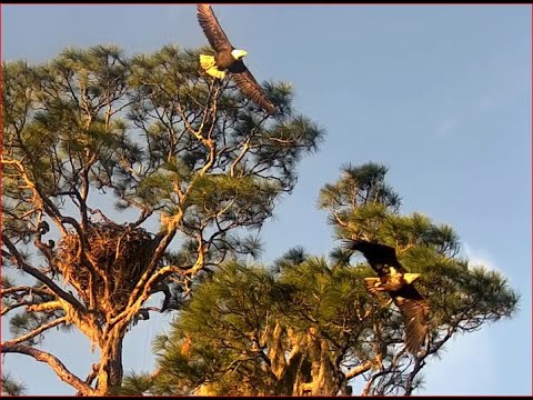 12-19-22 NEFL Bald eagles; nest battle with V4 and V6, cam 3 view ...