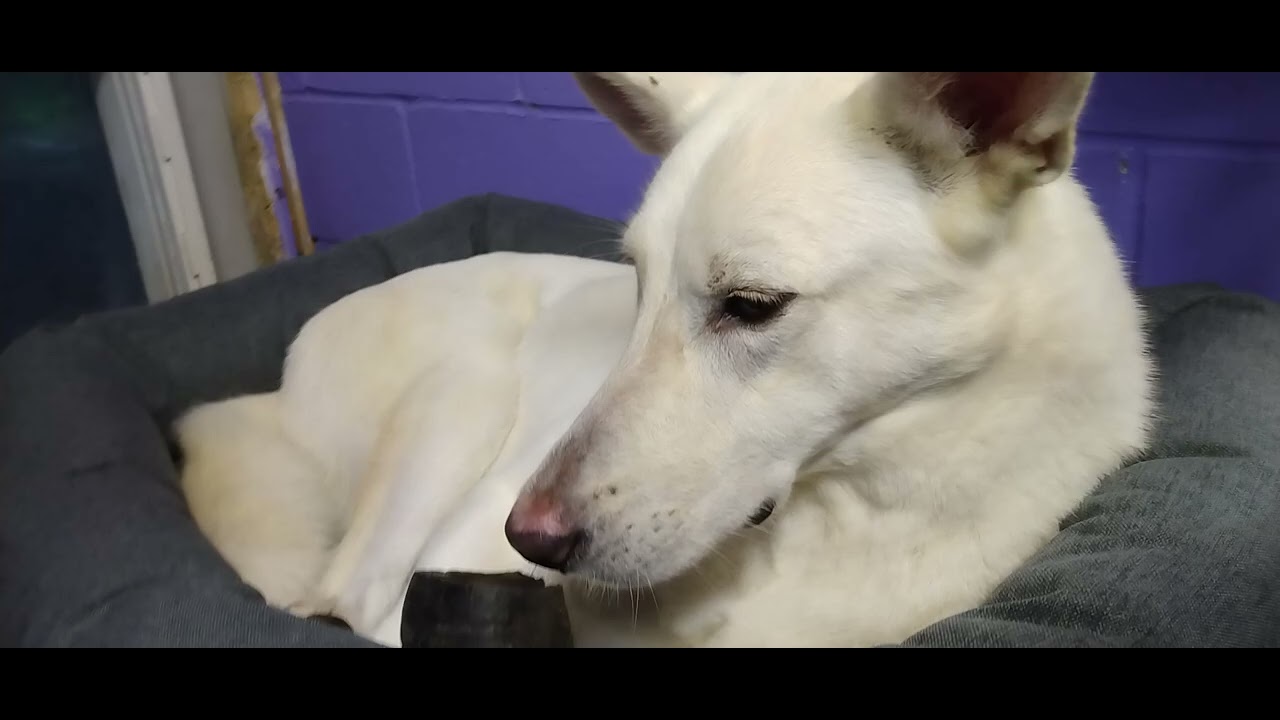GaDaH - Kennel Newbies get a HOOF as a welcome evening treat - August 3 ...