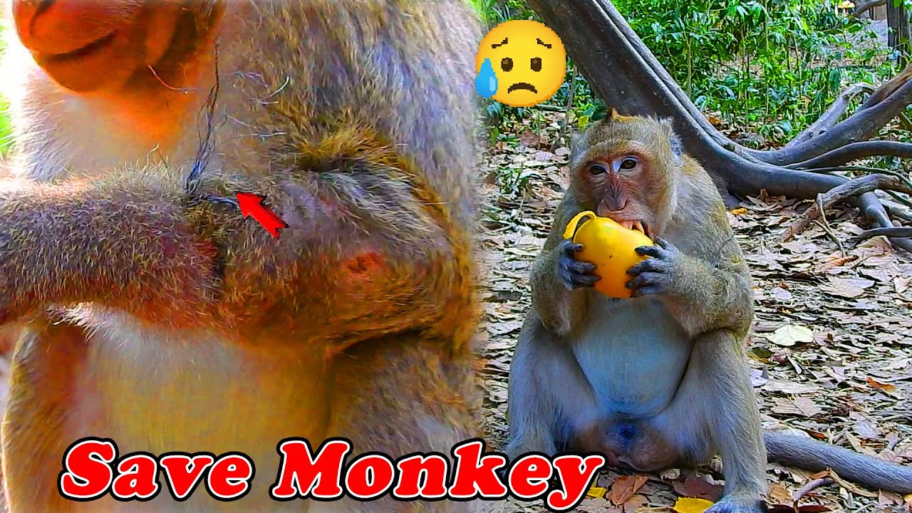 Oh Godness! The Big Male Monkey is injury on Hand Because Trap Trap. Save Monkey | Primate ...