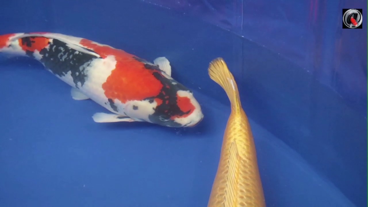 koi shows in 2016 Retrospective ALL Grand champions in Europe - YouTube