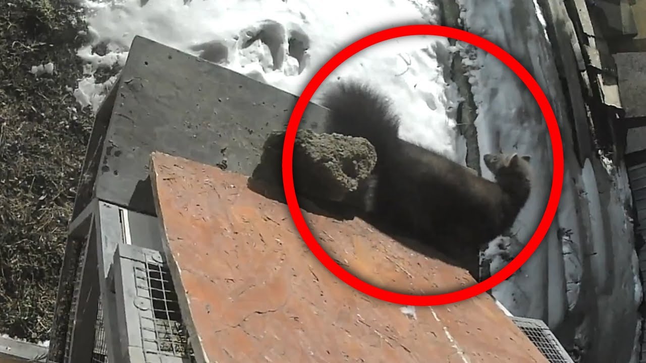 JDERUL IN VIZITA LA PORUMBEI - YouTube