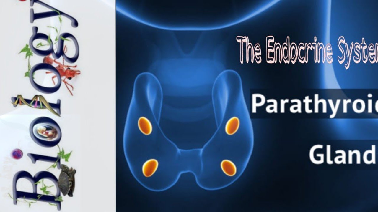Human Endocrine System || Parathyroid Gland || Class-11 || Neet\AIIMS ...