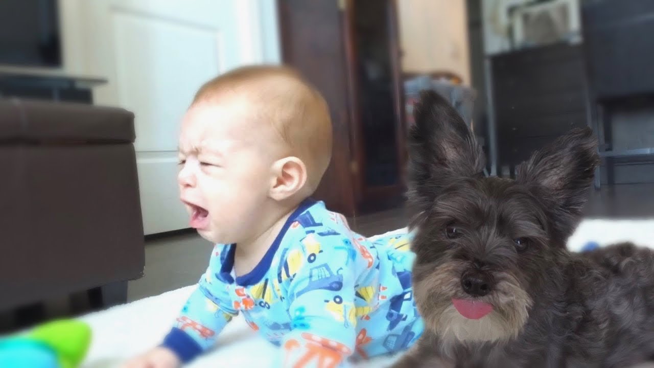 Puppy Comforts Crying Baby! - YouTube
