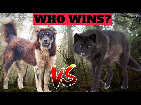 Unleash the Ultimate Protector: The one and only dog breed that can defeat a timber wolf