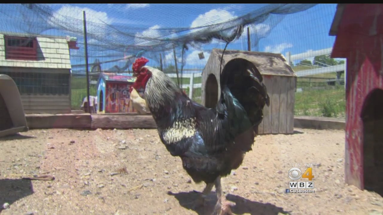 Backyard Chicken Fad Leads To 'Rooster Boom' At MSPCA Farm - YouTube