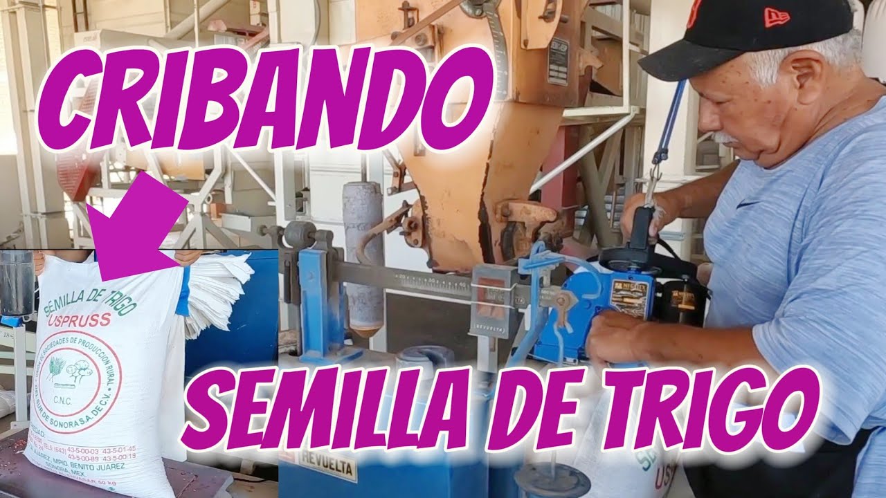 Criba de Semilla de trigo 🌾 USPRUSS, Villa Juárez Sonora ️ - YouTube