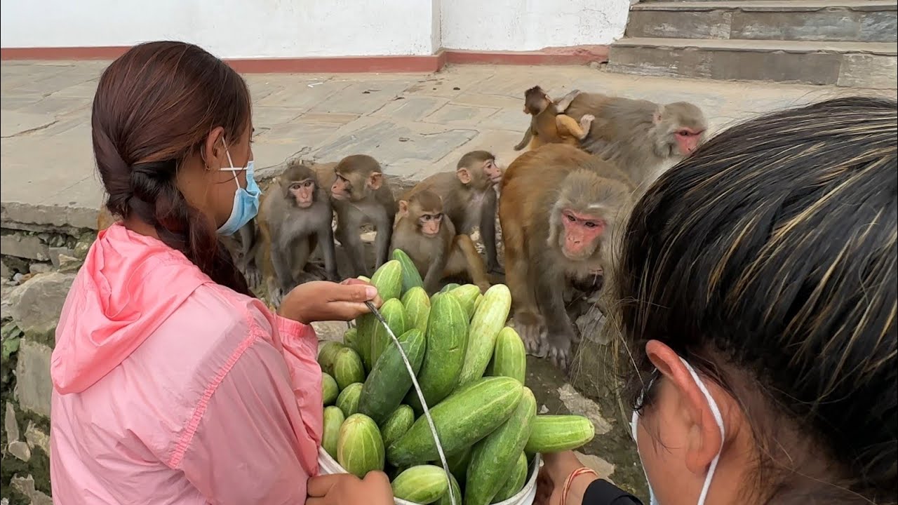 A troop of monkeys consumed a bucket full of cucumbers - YouTube