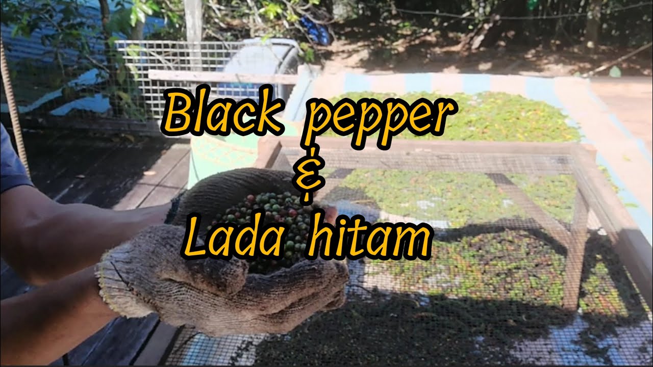 KERJA KAMPUNG // PROSES MENGISAR LADA // BLACKPEPPER #gardening - YouTube