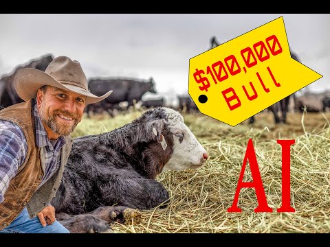 How to Get a $100,000 Bull from a $1,000 Cow with Embryo Transplants