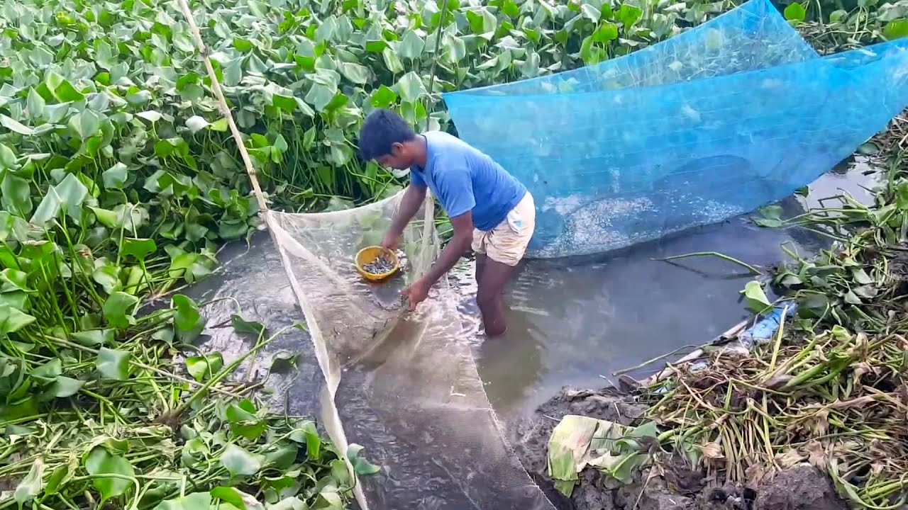 Amazing Catching Fish Technique In The Flood Water - YouTube