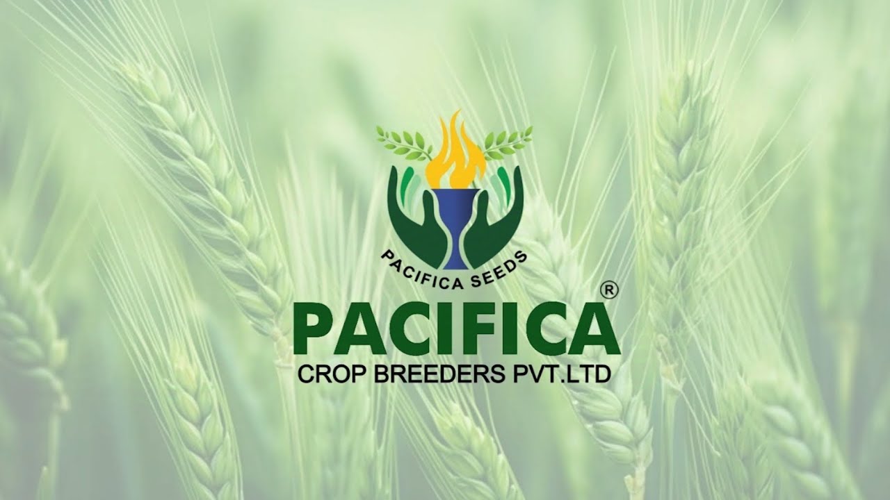 Pacifica R&D Farm #pacifica #seeds #wheat #agriculture #farmer #farming ...