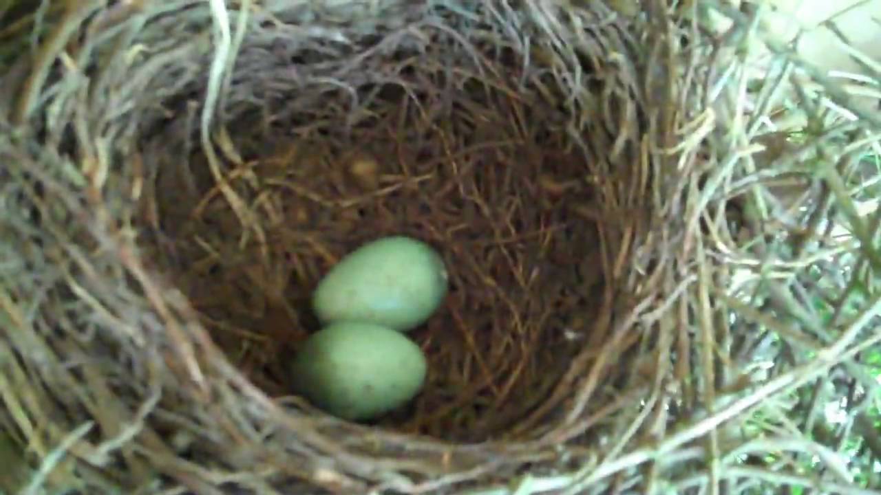 Stellar's Jay nest with eggs - YouTube