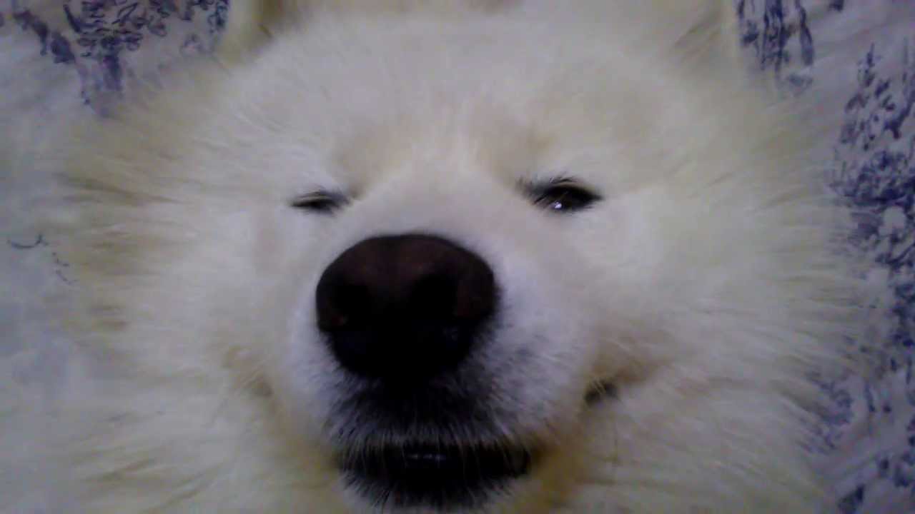 Funny Smiling Samoyed (Samoyedo sonriendo) - YouTube