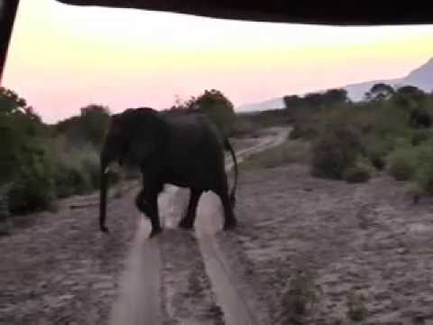 Elephant attack rolls car on safari (unedited) - YouTube