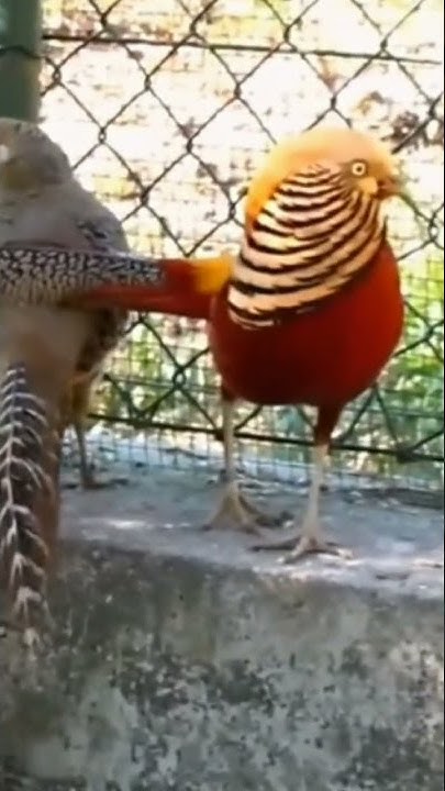 Golden pheasants and Wading Birds Beautiful Golden Birds🙏 ️ ️ ️ - YouTube