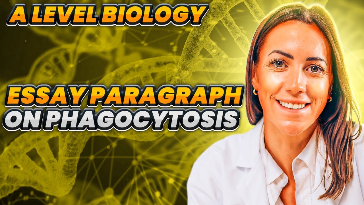 Essay Paragraph On Phagocytosis | A Level Biology - YouTube