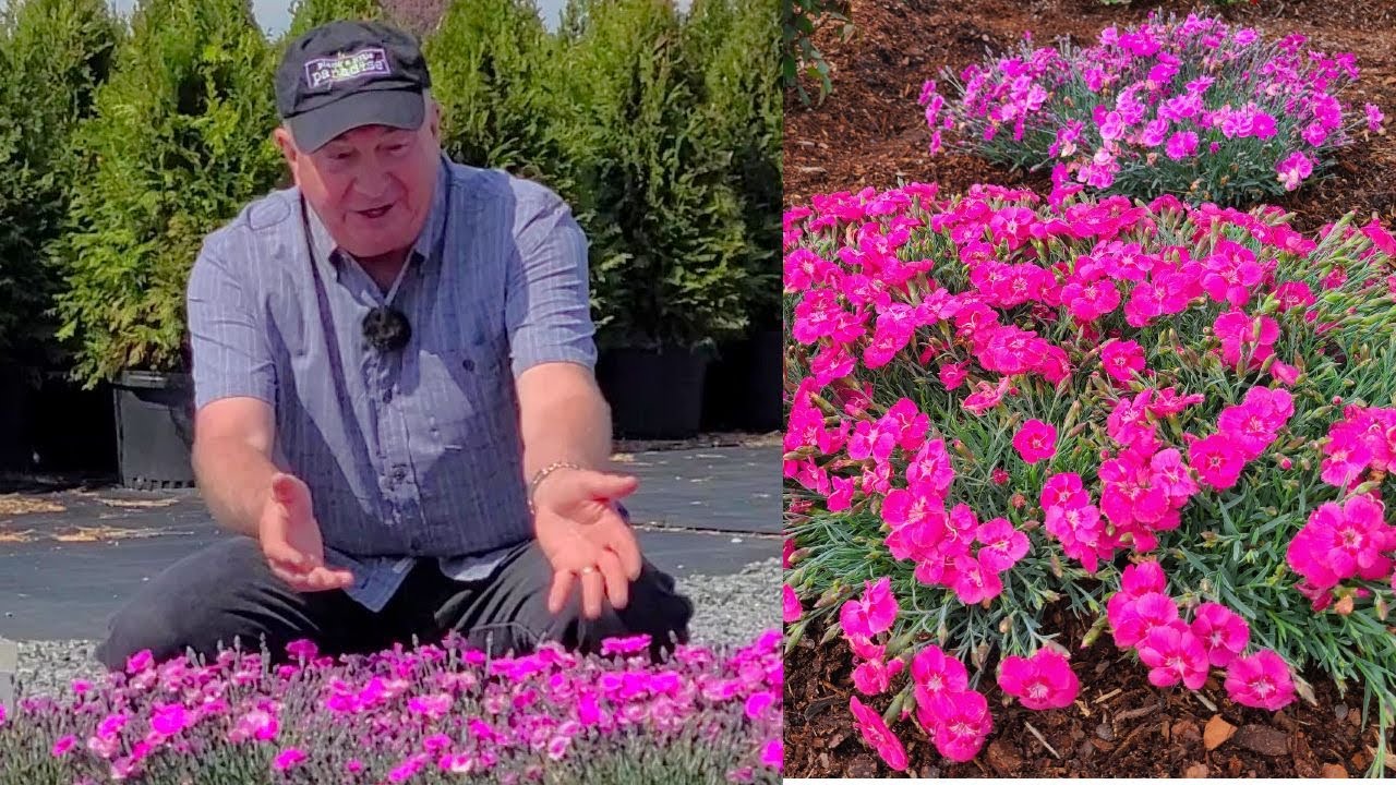 Plant Videos - Grown By Overdevest