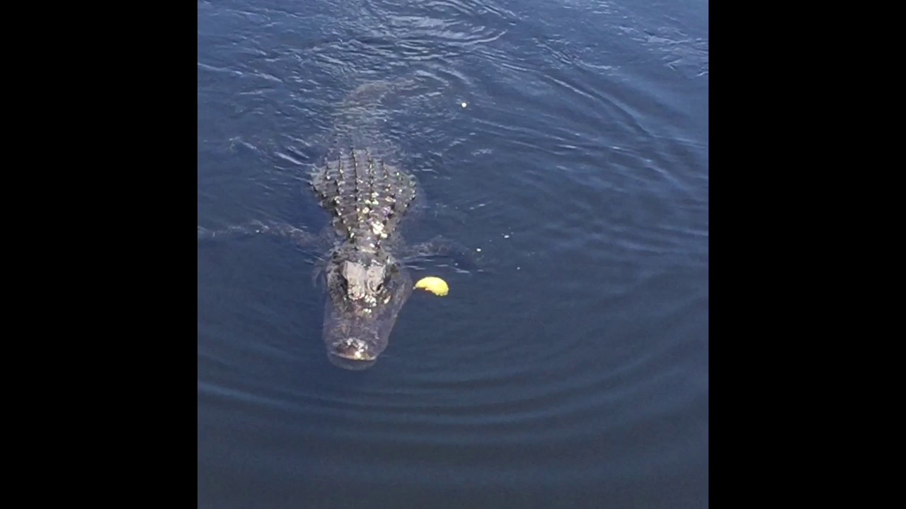 Big, Lonely Alligator in the Everglades - YouTube