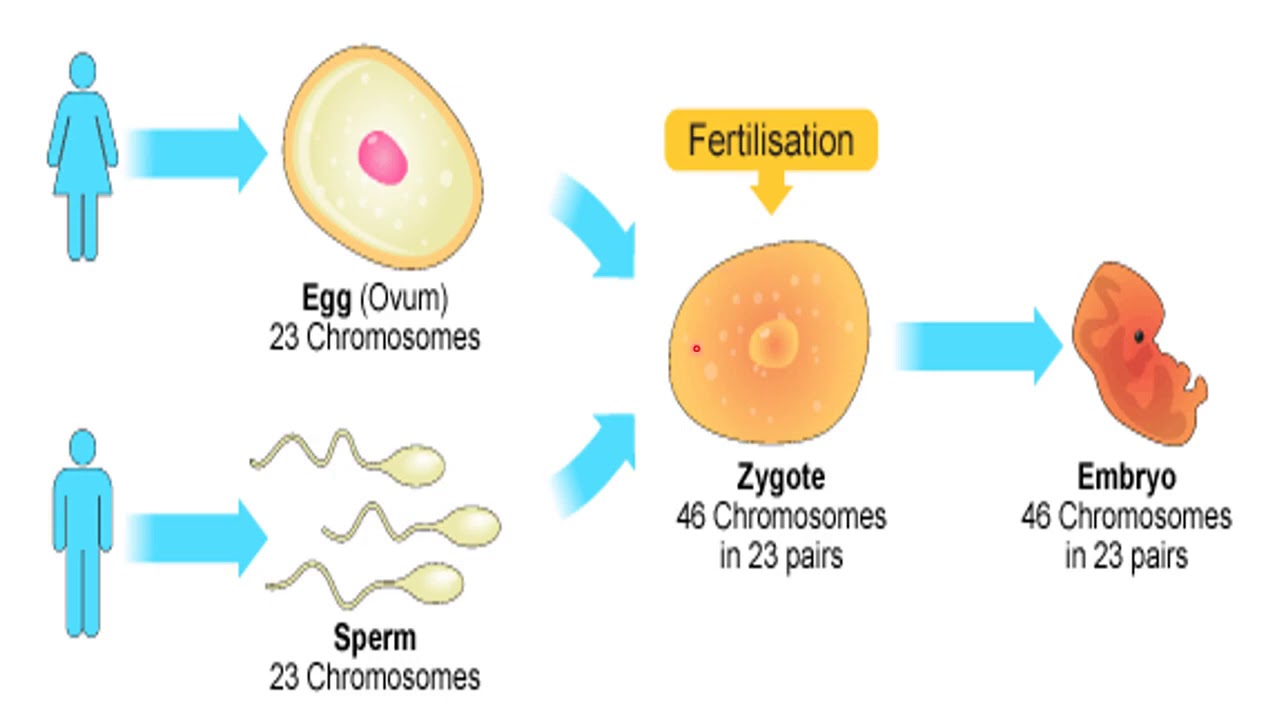 Class 8, Day-49, Science, Ch-9 (Reproduction in animals), Lecture - 2 ...
