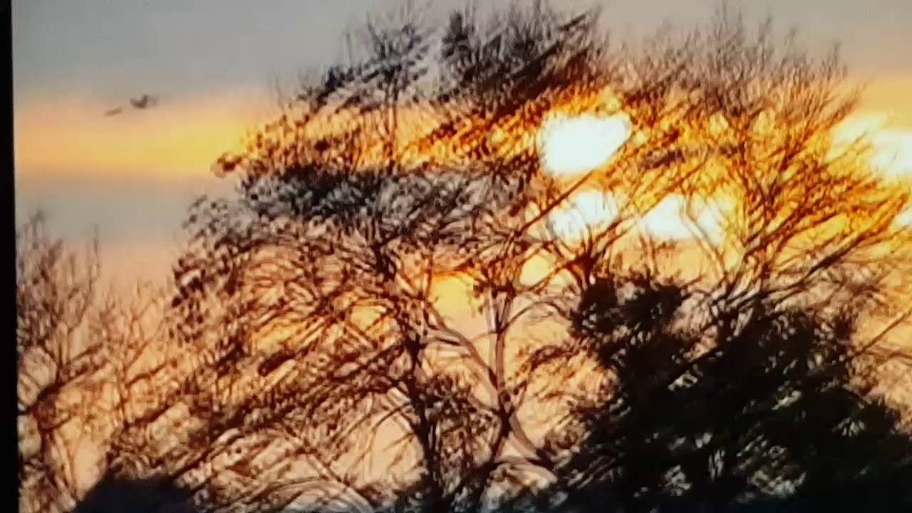 Un faucon attaque des corneilles - YouTube