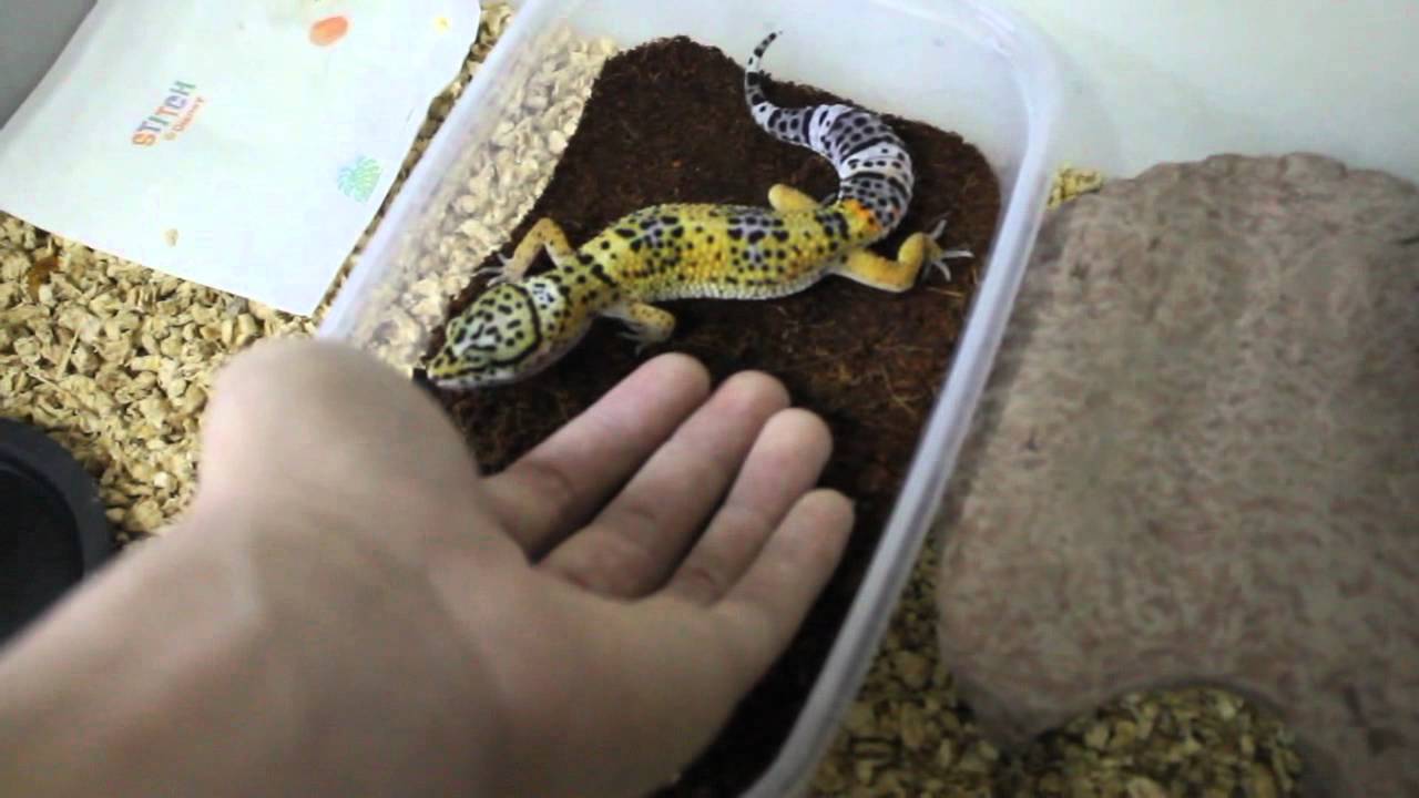 My Tame Leopard gecko :) - YouTube