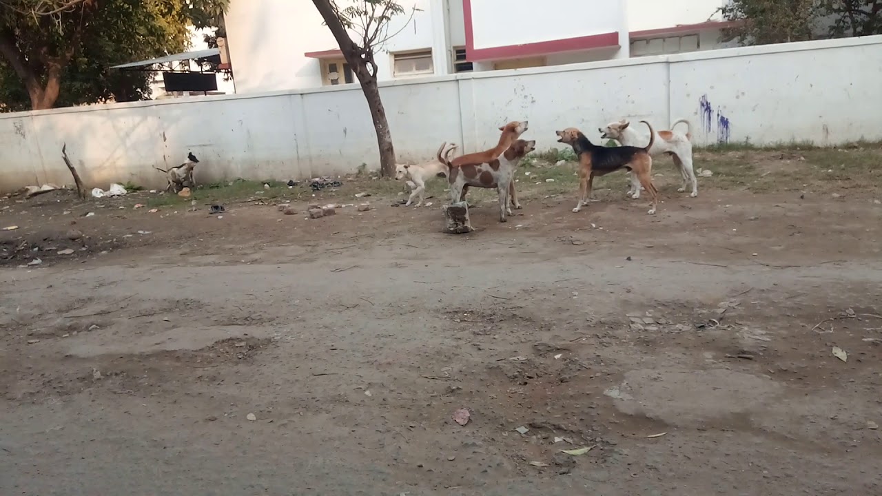 STREET DOG FIGHT | BEST DOG FIGHT | - YouTube
