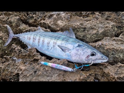 Atlantic Bonito catch and cook( Palamida ) Shore jigging - YouTube