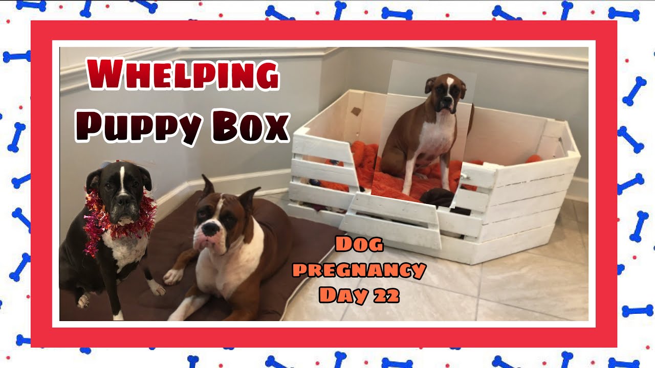 Preparing for a new litter of puppies 🐶 Our whelping setup🐩PART 1🐕 ...