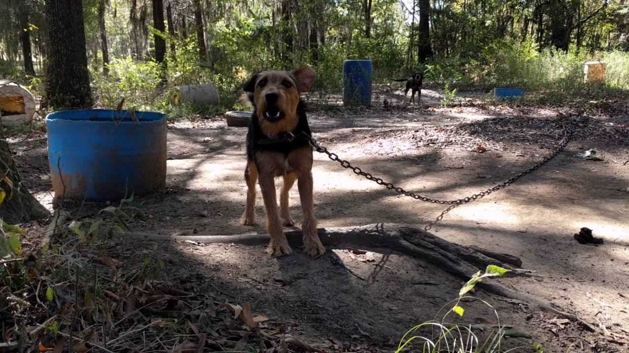 Jagdterrier Airedale Cross - YouTube