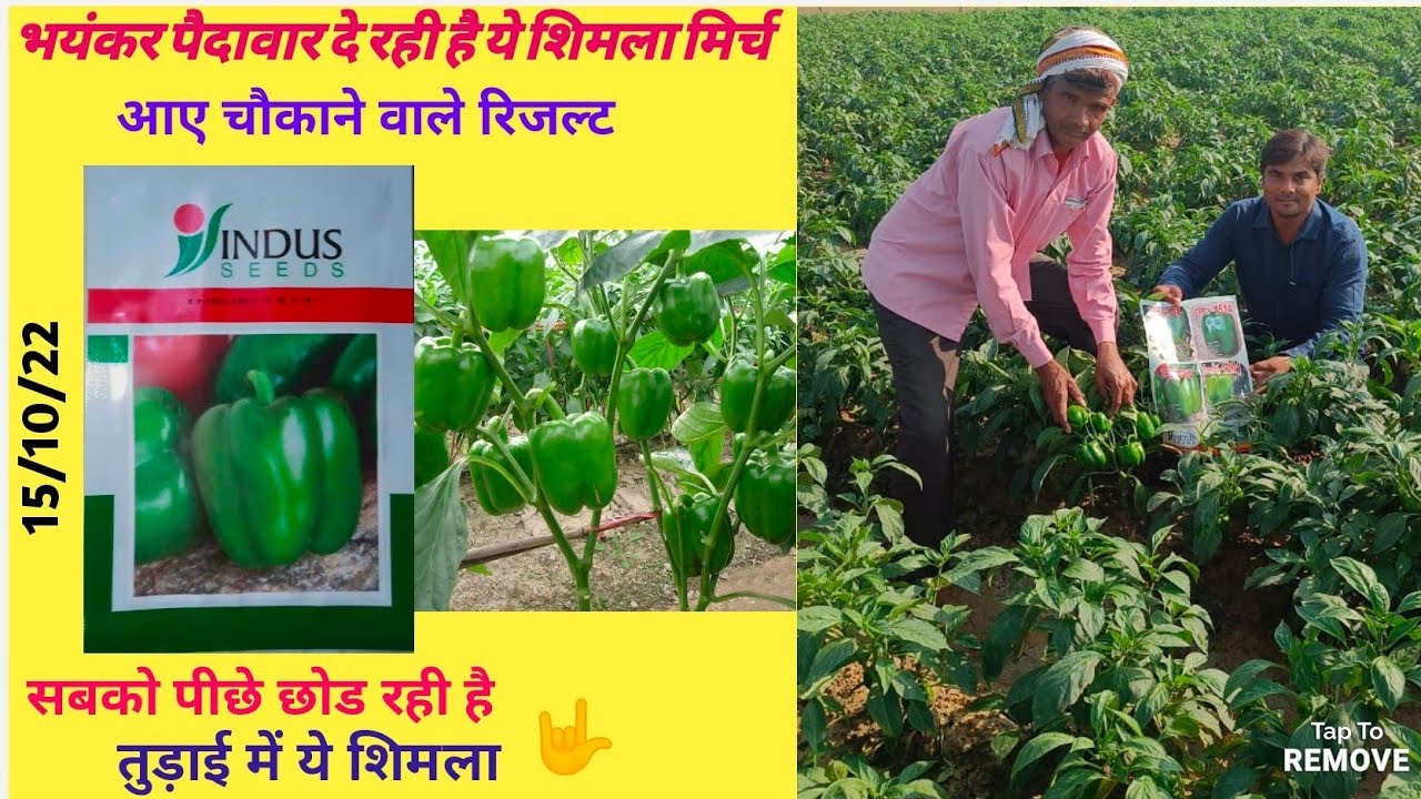 भयंकर पैदावार दे रही है ये शिमला मिर्च/INDUS SEEDS capsicum 1514// High ...