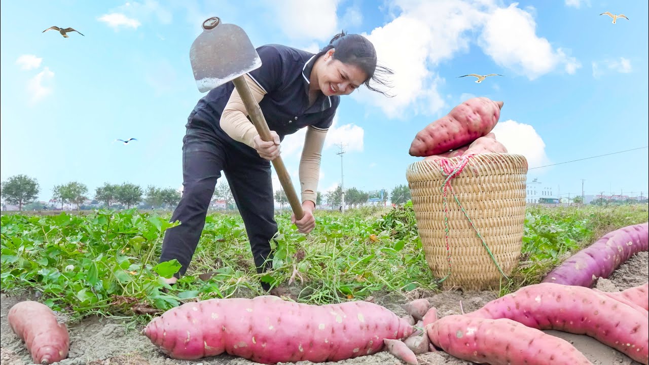 Harvesting Super Big Sweet Potatoes - Delicious Crispy Fried Sweet ...