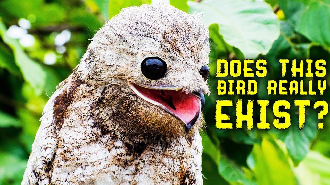 GHOST BIRD: Potoos Are Hauntingly Cute demon - YouTube