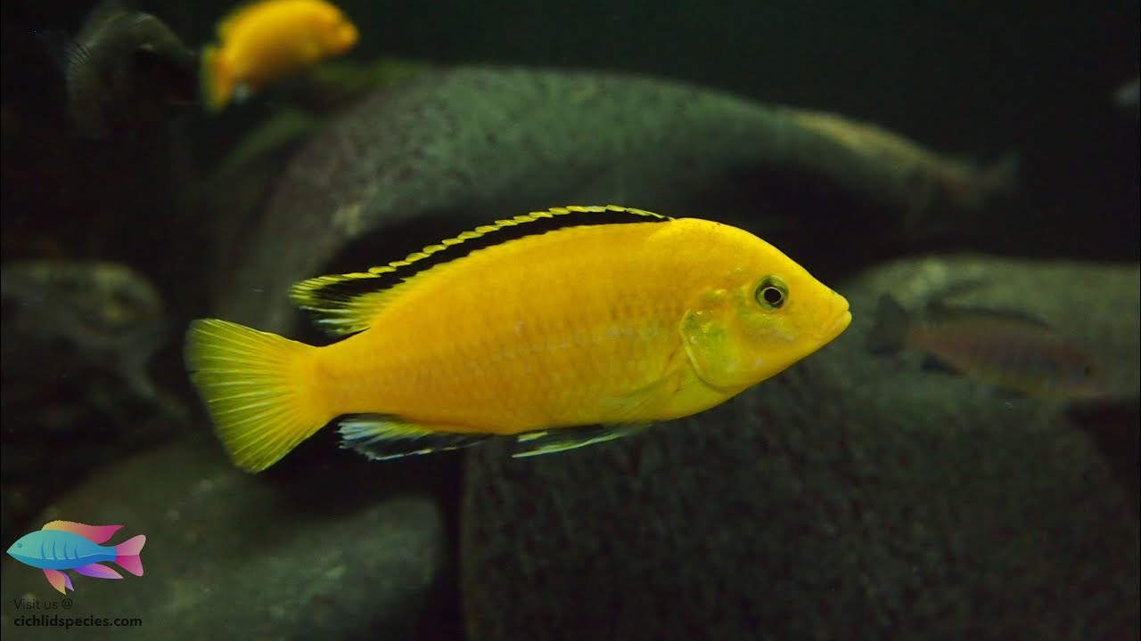 Labidochromis Caeruleus @ CichlidSpecies.com aka Yellow Lab or Electric ...
